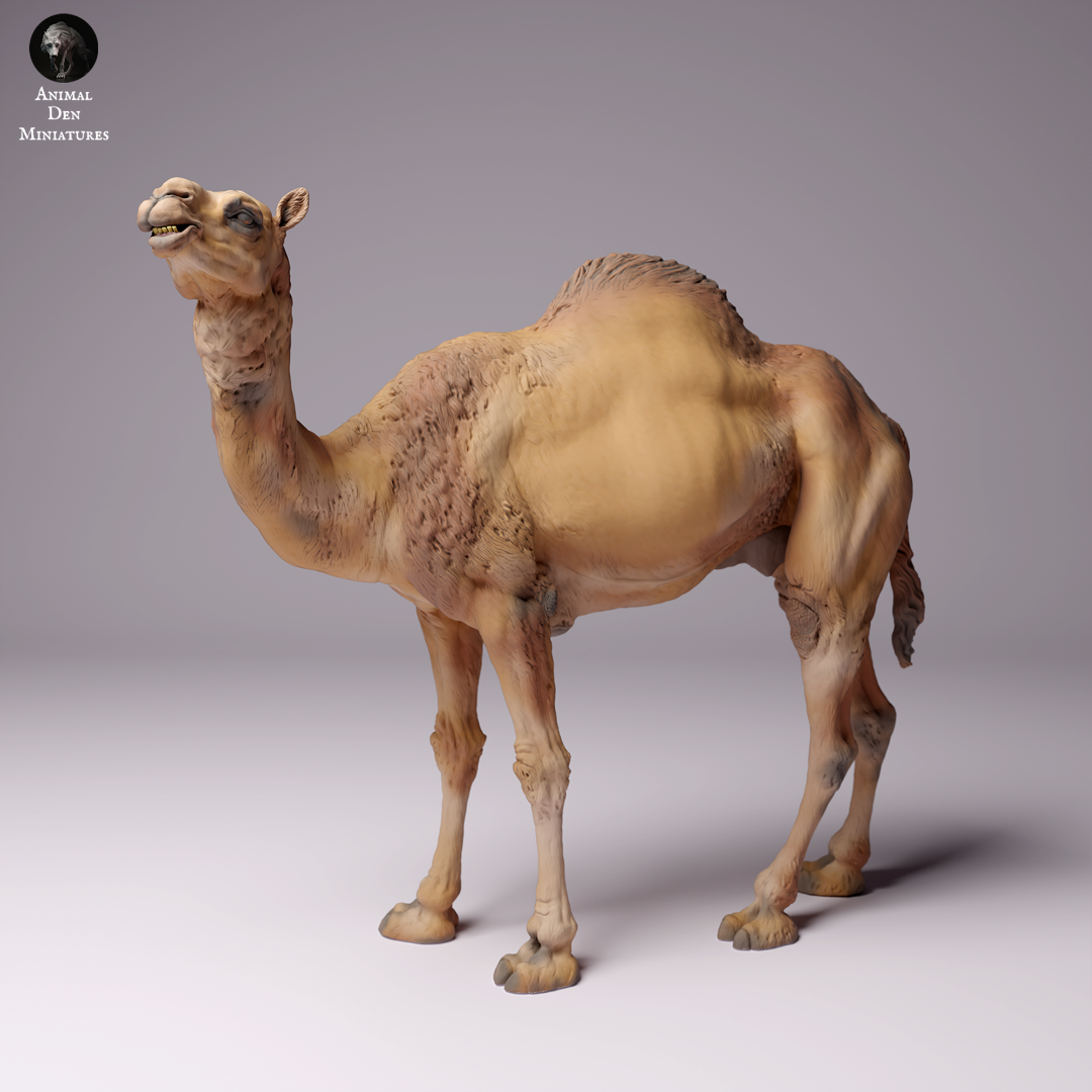 Dromedary Camel Male 1/43 - Animal Den Miniatures - Miniatures by Only ...